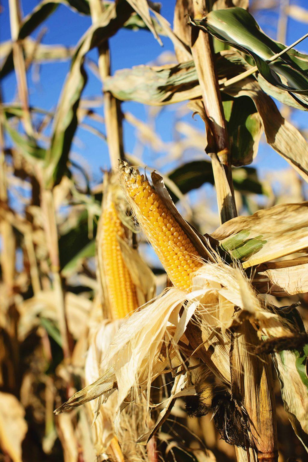 New Jersey Corn Maze | Fun For The Whole Family!